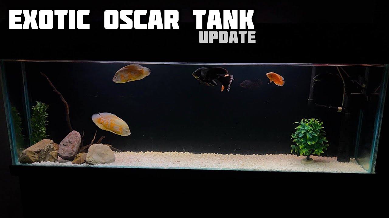 Exotic Oscar Fish Doing Great! | Latest Oscar Tank Update & Tips ...