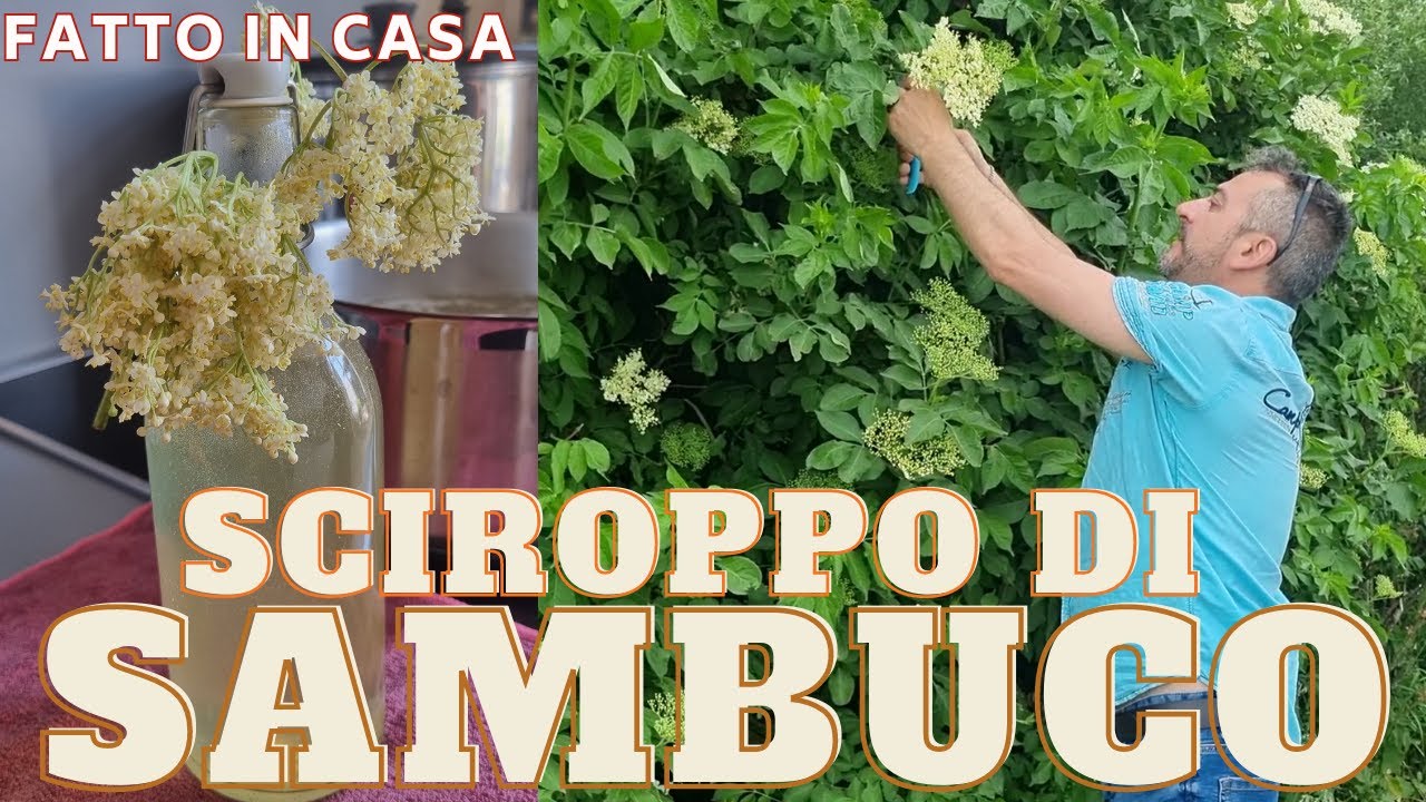 Sciroppo di Sambuco: Il Segreto della Ricetta Fatta in Casa! - YouTube
