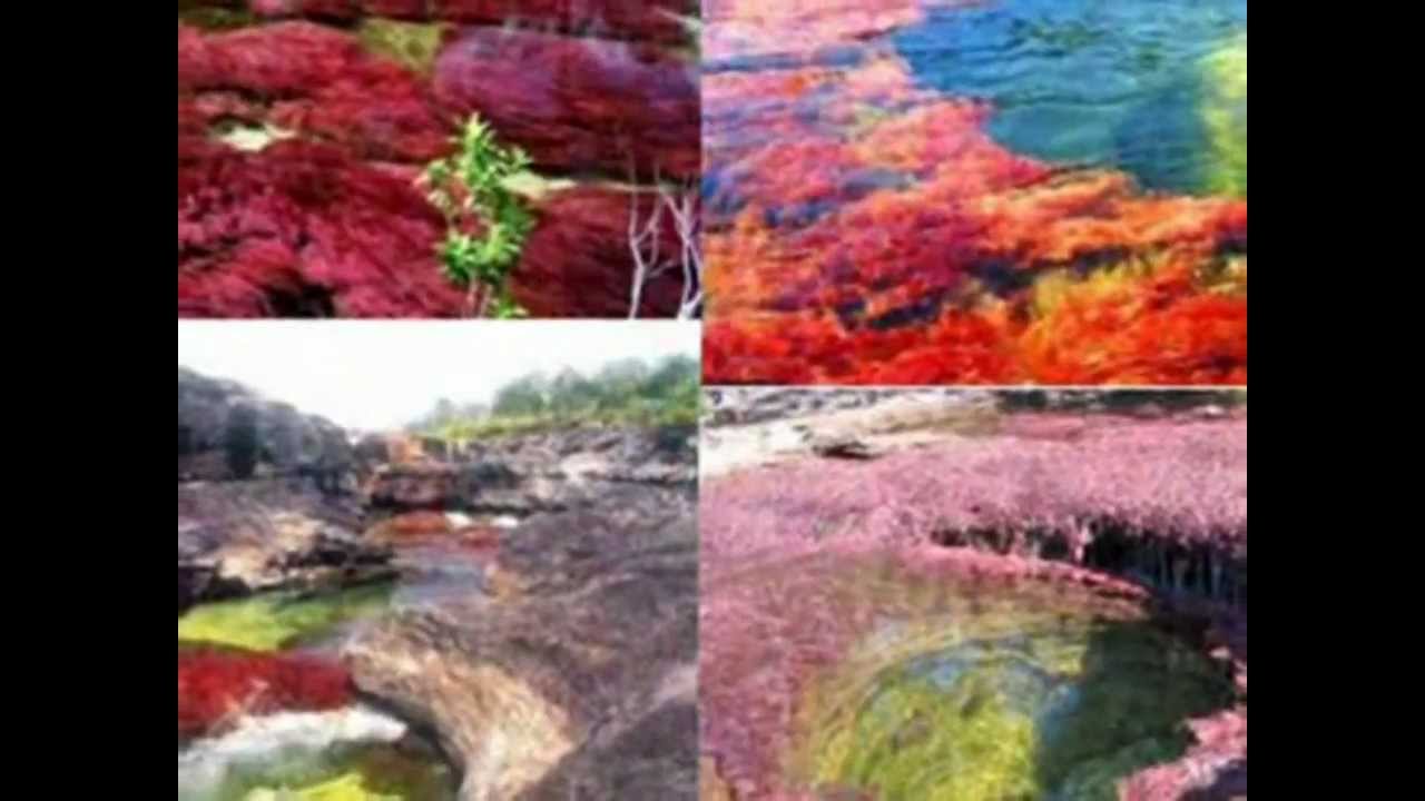 CAÑO CRISTALES THE RAINBOW RIVER OF PARADISE IN COLOMBIA - YouTube