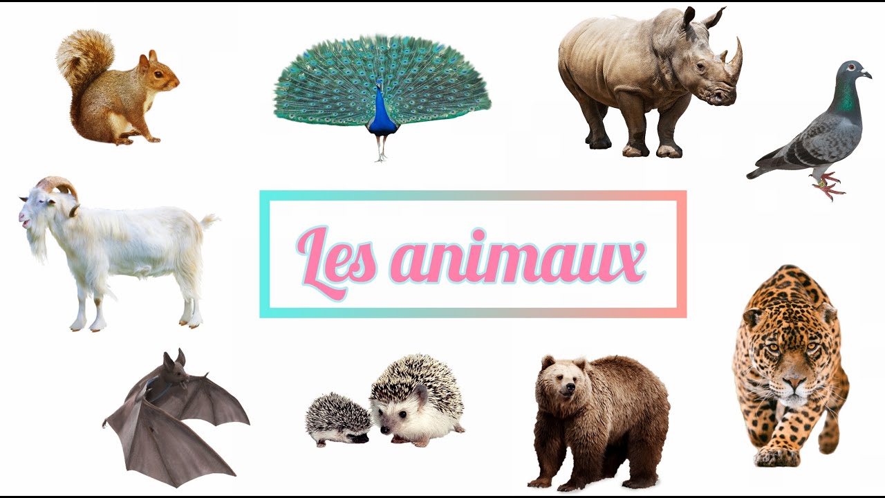 Les animaux et leurs cris / تعلم الحيوانات و اصواتها باللغة الفرنسية ...