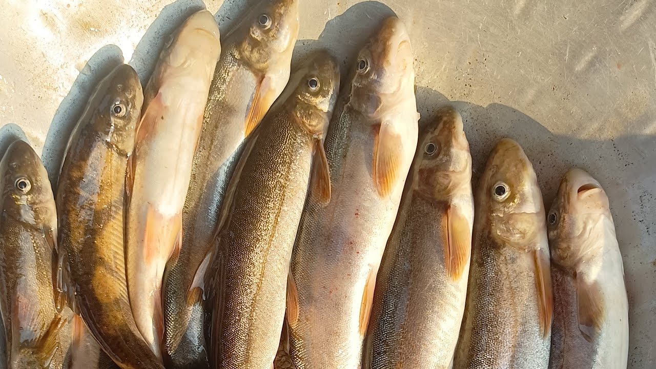 Fishing in Daram Khola दरमखोला Baglung, Galkot 11 Righa Amarchha by ...