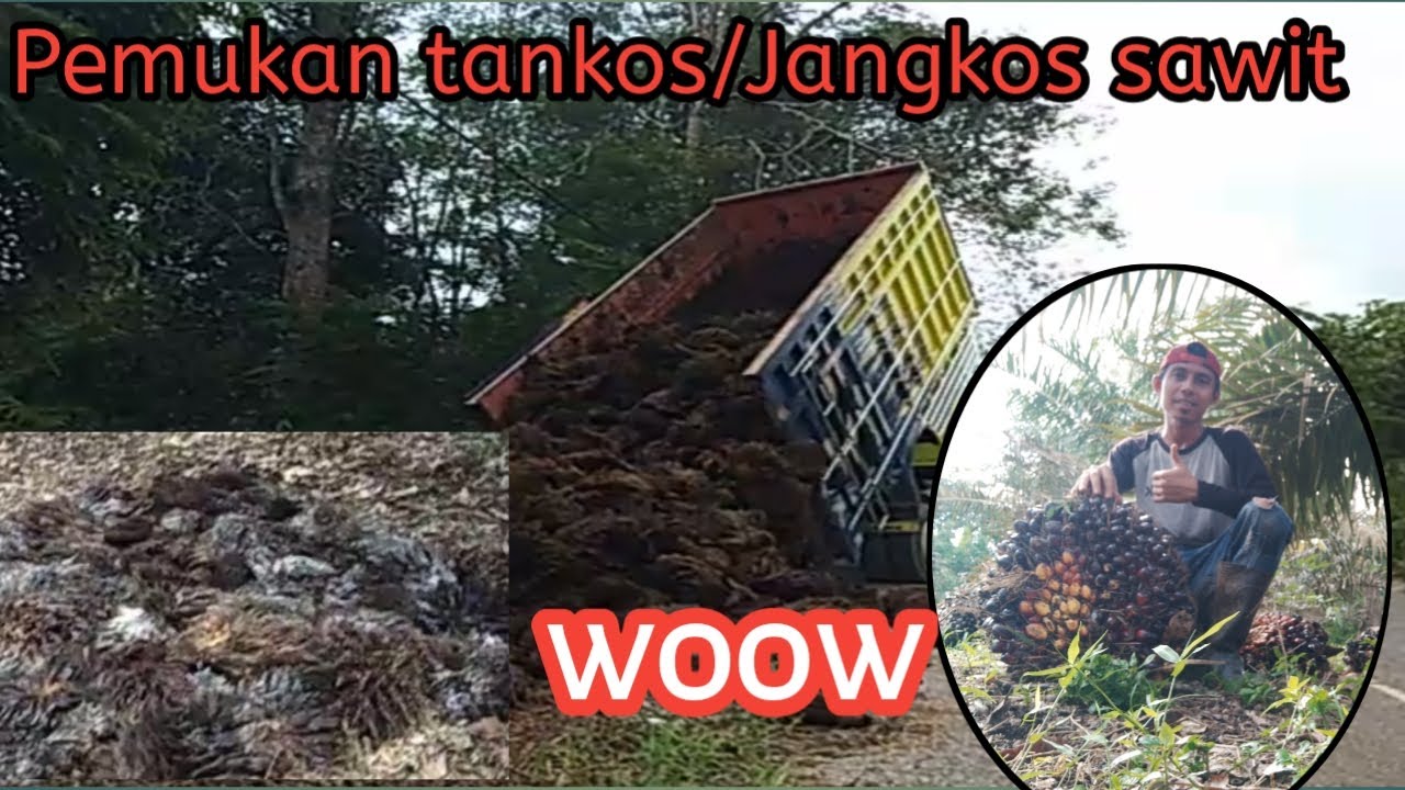 Cara Aplikasi jangkos/tankos Sawit,Penambahan Pupuk Organik#SawitUnggul ...