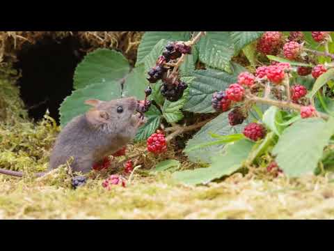 Black berry Mouse