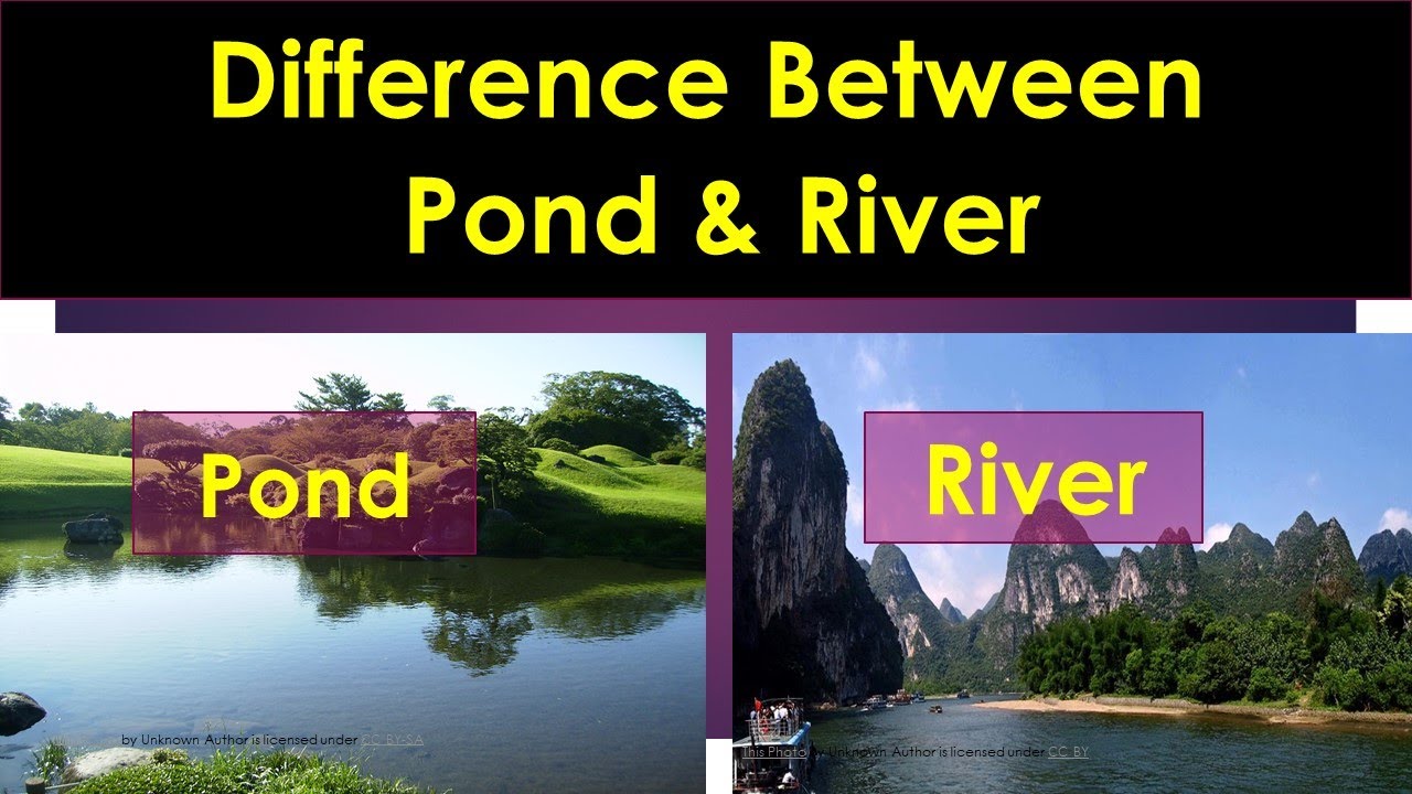 Difference between Pond & River | Aquatic Ecology | Ecology | Zoology ...