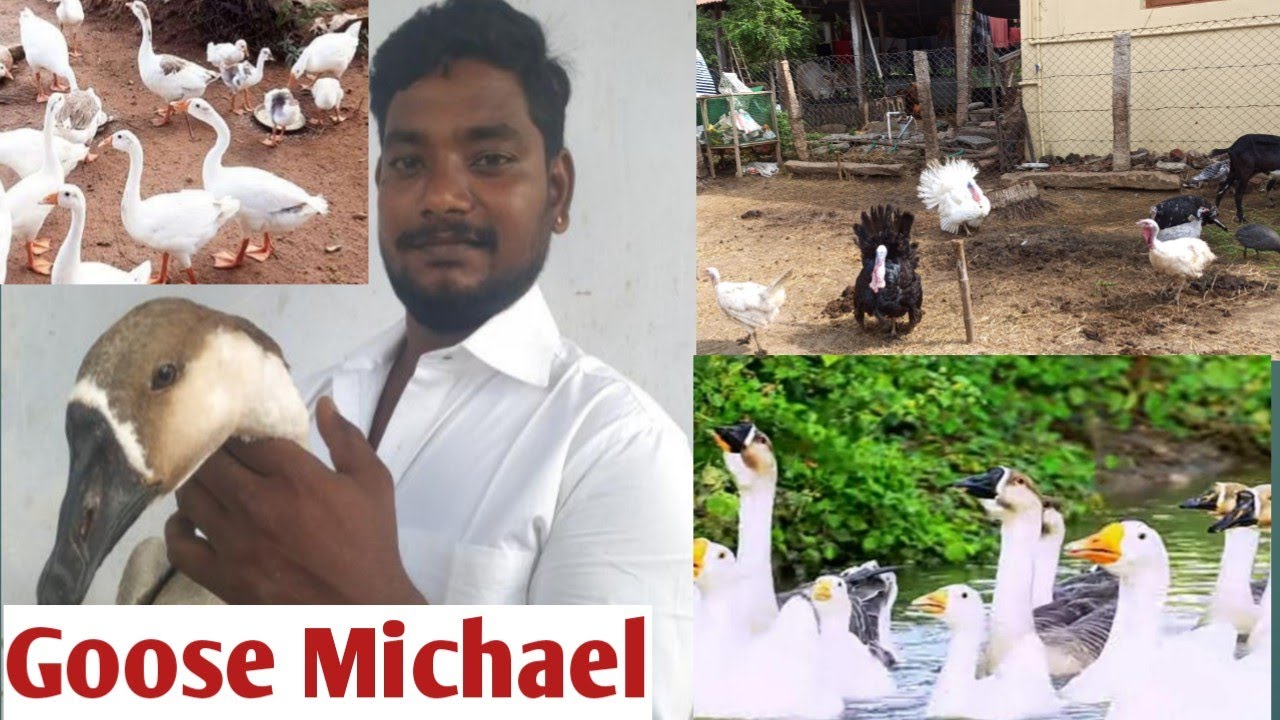 Goose Duck Farm/ வாத்து வளர்ப்பு மற்றும் பராமிப்பு/சமயபுரம் அருகில் ஒரு ...