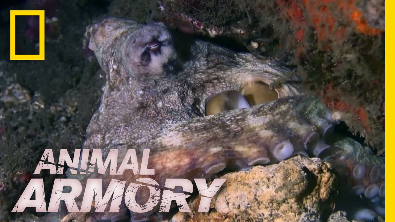 Houdini of the Sea | Animal Armory - YouTube