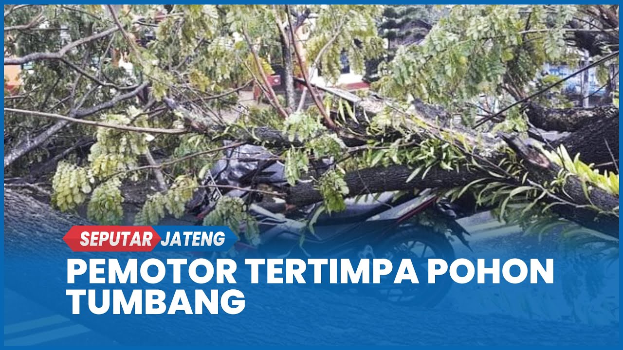 Innalilahi Kecelakaan Pemotor Meninggal Tertimpa Pohon Tumbang di ...