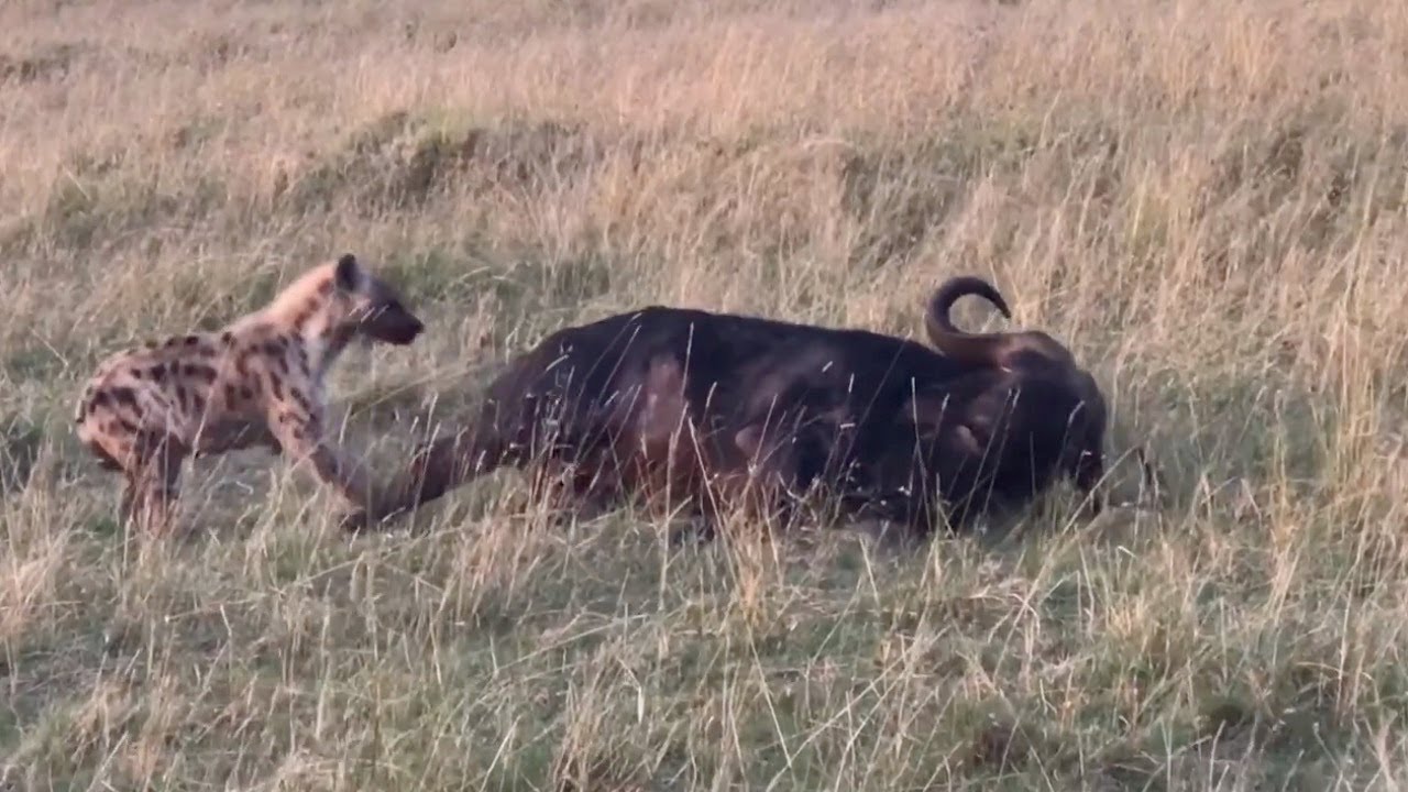 Hyena finds a buffalo sleeping and starts eating it - YouTube