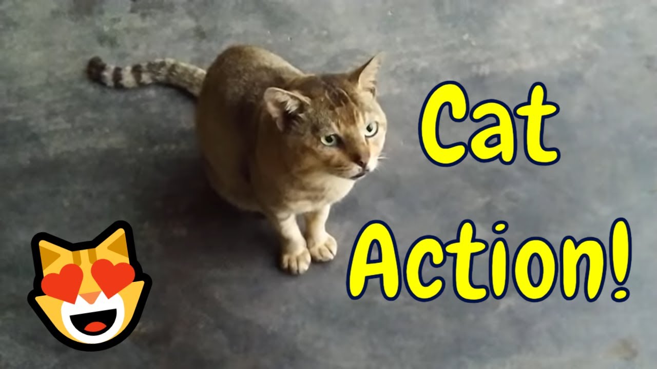 Purrfectly Active: Hilarious Cat Antics Caught on Camera! (2021-12-01 ...