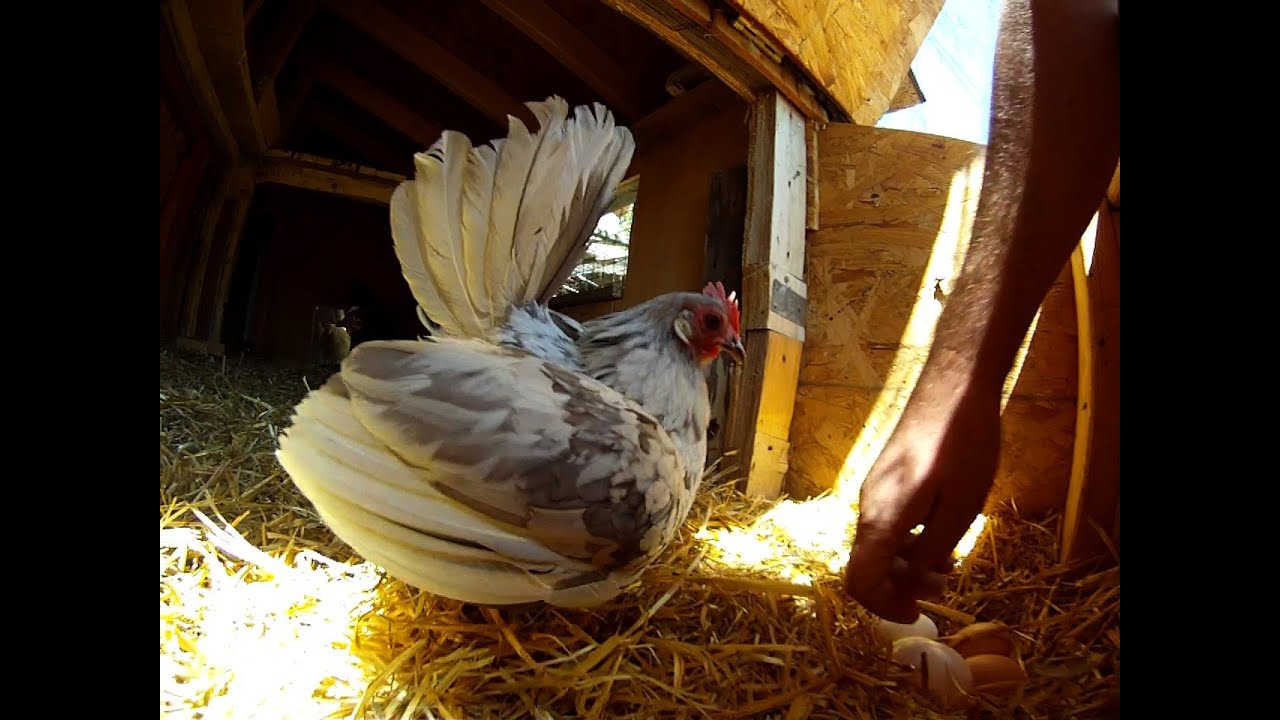 2 of My Little Bantam Chickens Running The Hen House - YouTube