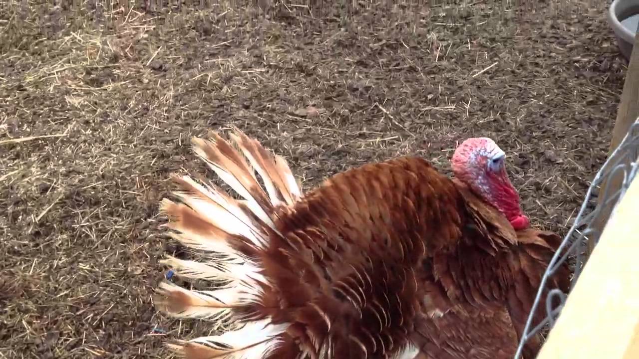Such a jive turkey - YouTube