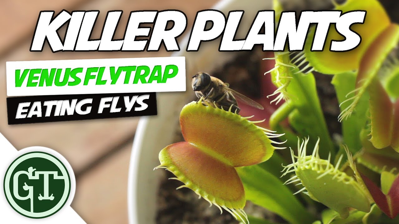 Venus Fly Trap Eats Fly - YouTube