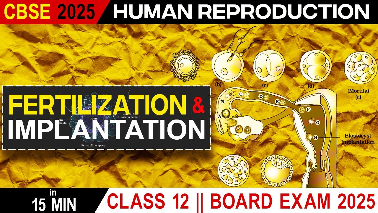 Fertilization And Implantation || Human reproduction class 12 || CBSE ...