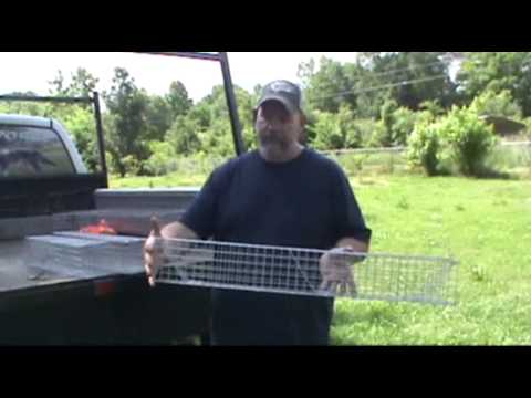 Muskrat trapping colony traps, quality - YouTube