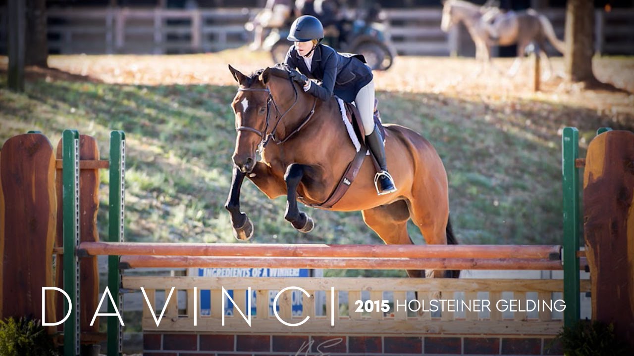 DAVINCI // 2015 Holsteiner Gelding by Casalito - YouTube