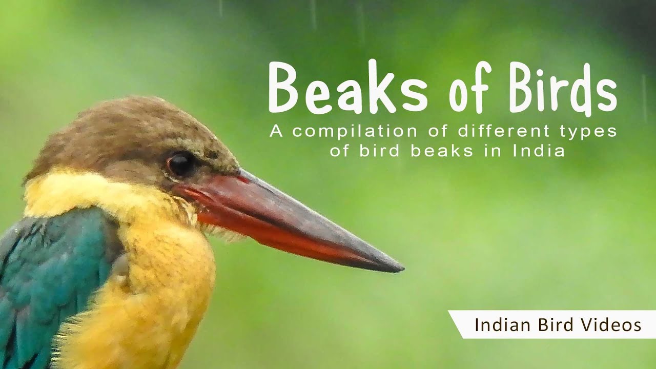 Beaks Of Birds Learning About Beak Adaptations Of Indian Birds bird beaks-of-birds-learning-about-beak-adaptations-of-indian-birds-bird
