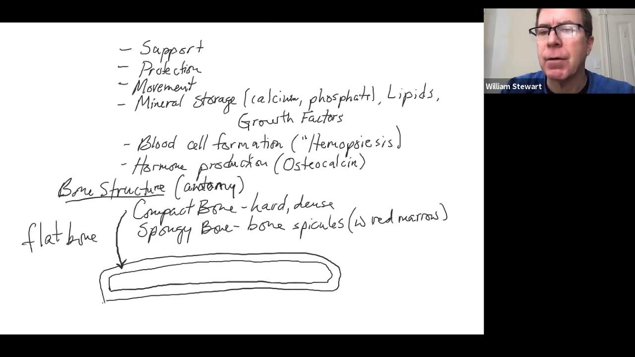 A&P 1 Lecture: Bones/Skeletal System - YouTube
