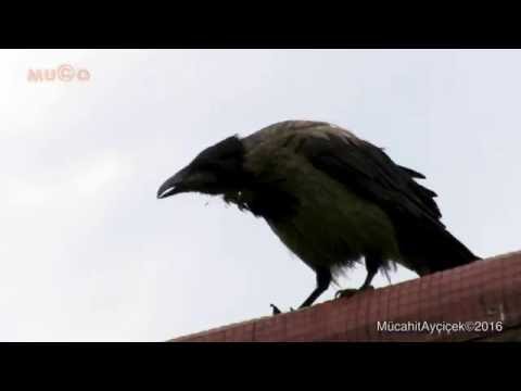 Doğanın Özgür Kuşları - Karganın Ötüşü