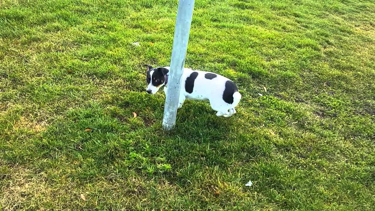 Dog goes hide behind pole - YouTube