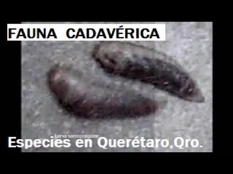 Especies de fauna cadavérica en Querétaro, Qro - YouTube