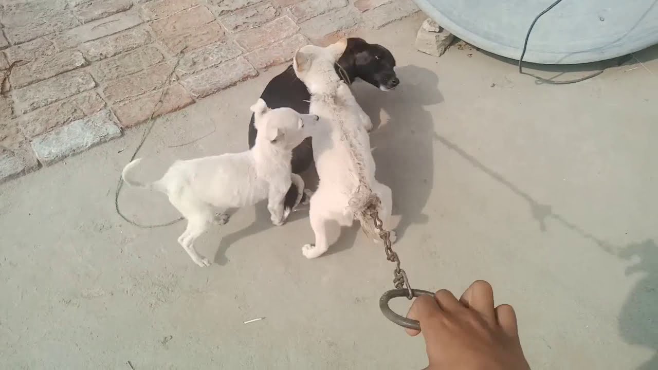 Three Pista Dogs Playing with Each Other. - YouTube