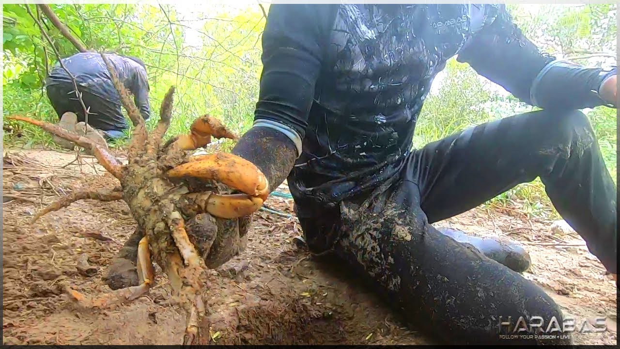 EP389-Part1 - Land Crab Hunting | Catch and Wild Cook | Occ. Mindoro ...