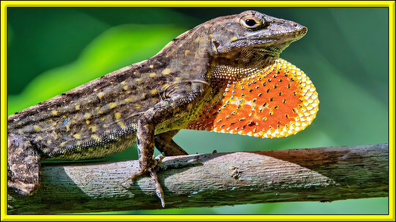 Meet the Lizard with Perfect Abilities!! - BROWN ANOLE - YouTube