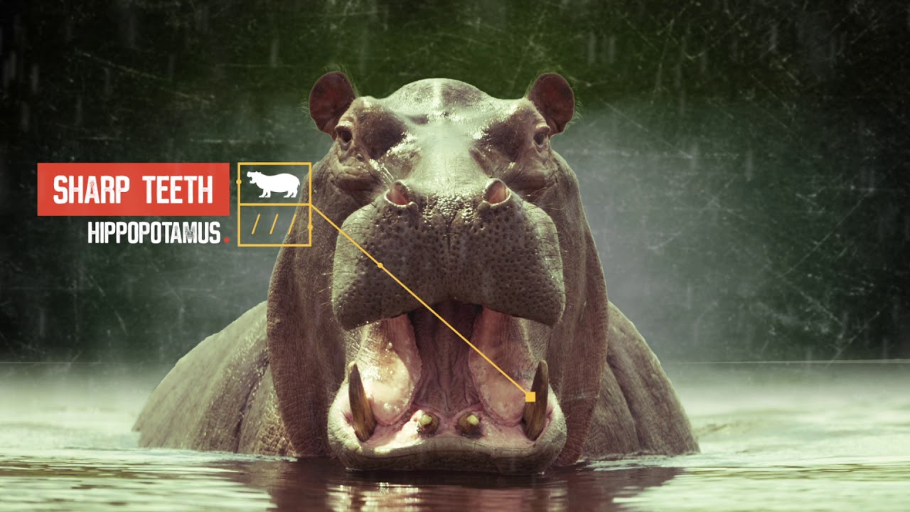 National Geographic Wild - Killer Animal Tactics Hippo ID - YouTube