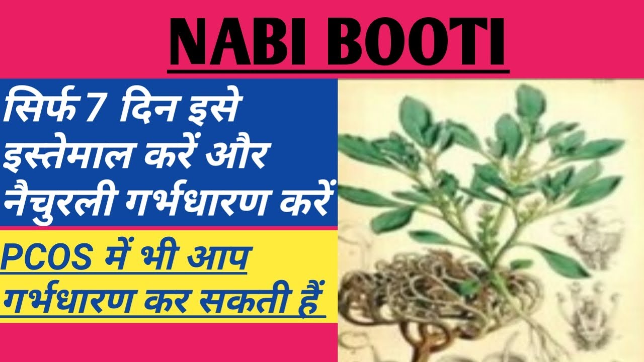 Hw to concieve naturally।Nabi booti ।।नबी बूटी से नैचुरली गर्भधारण करें ...