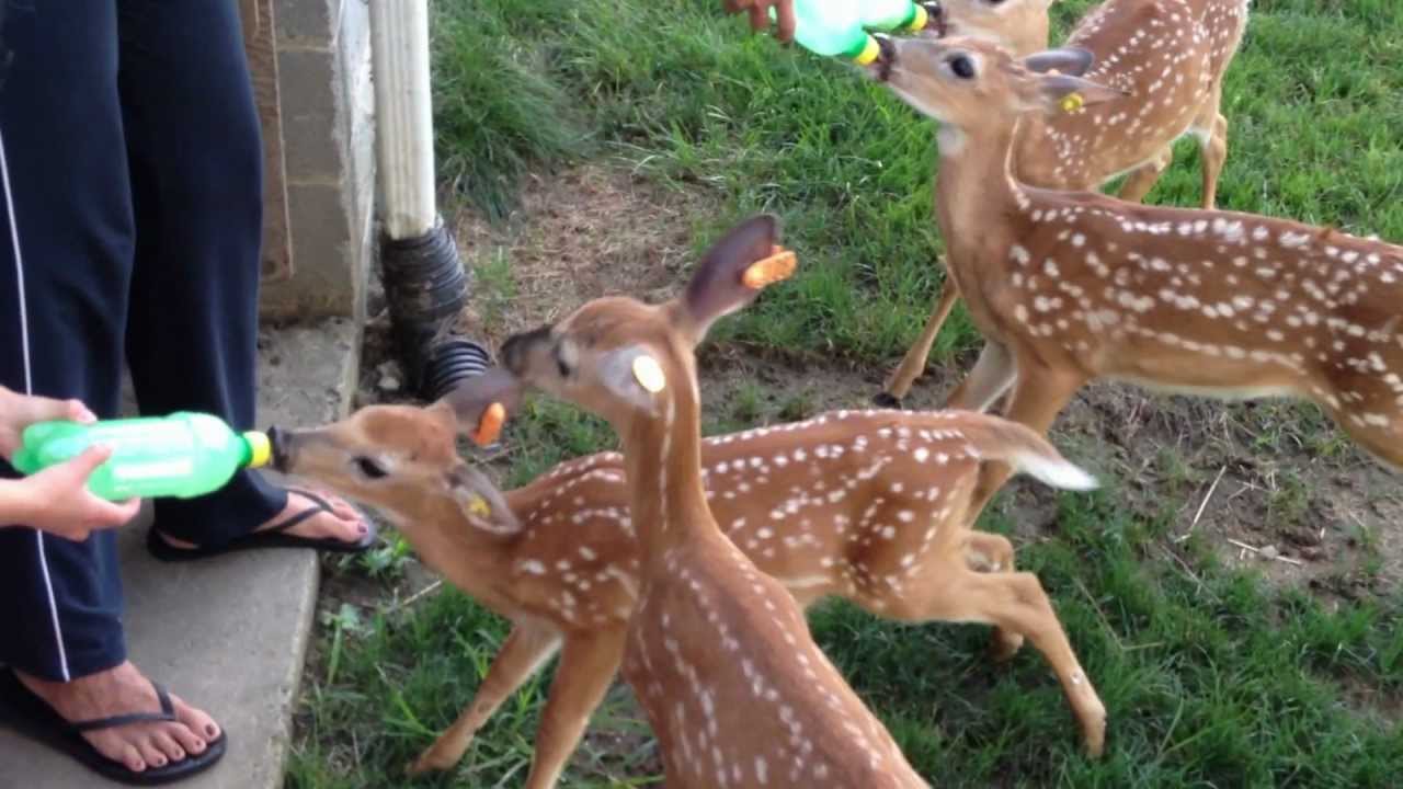 Feeding the Fawns - YouTube