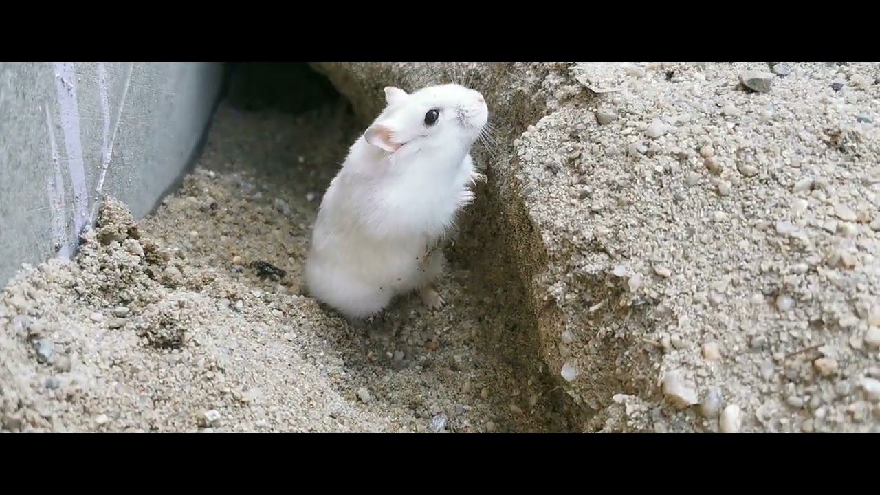 Hamster pitic alb jucandu-se in nisip - YouTube