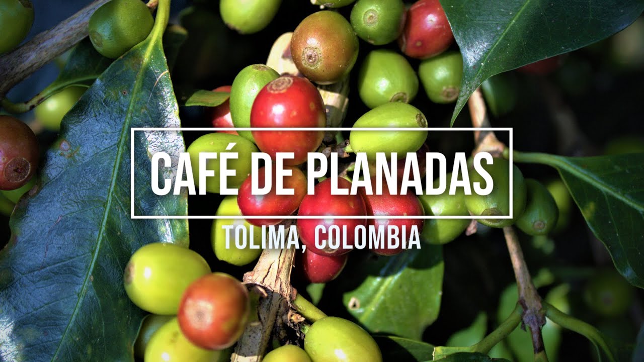 Café de Planadas, Tolima, Colombia - #Totlali - YouTube