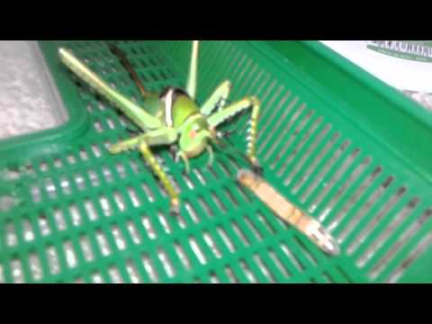 Red eyed katydid feeding Ep. 3 - YouTube