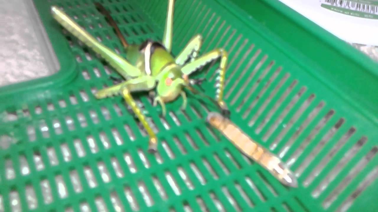 Red eyed katydid feeding Ep. 3 - YouTube