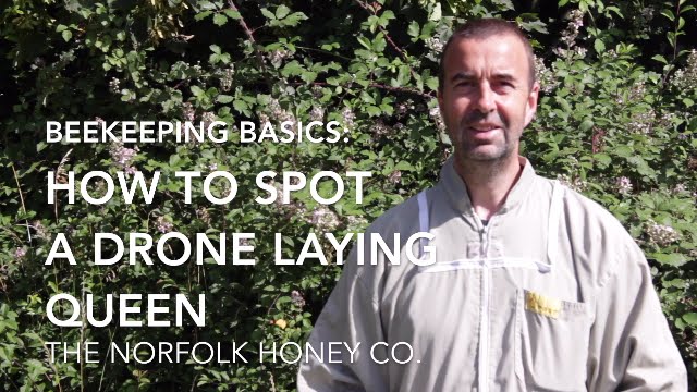Beekeeping Basics - How to spot a Drone Laying Queen - The Norfolk ...