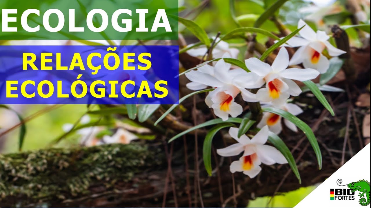 EPIFITISMO - ECOLOGIA - YouTube