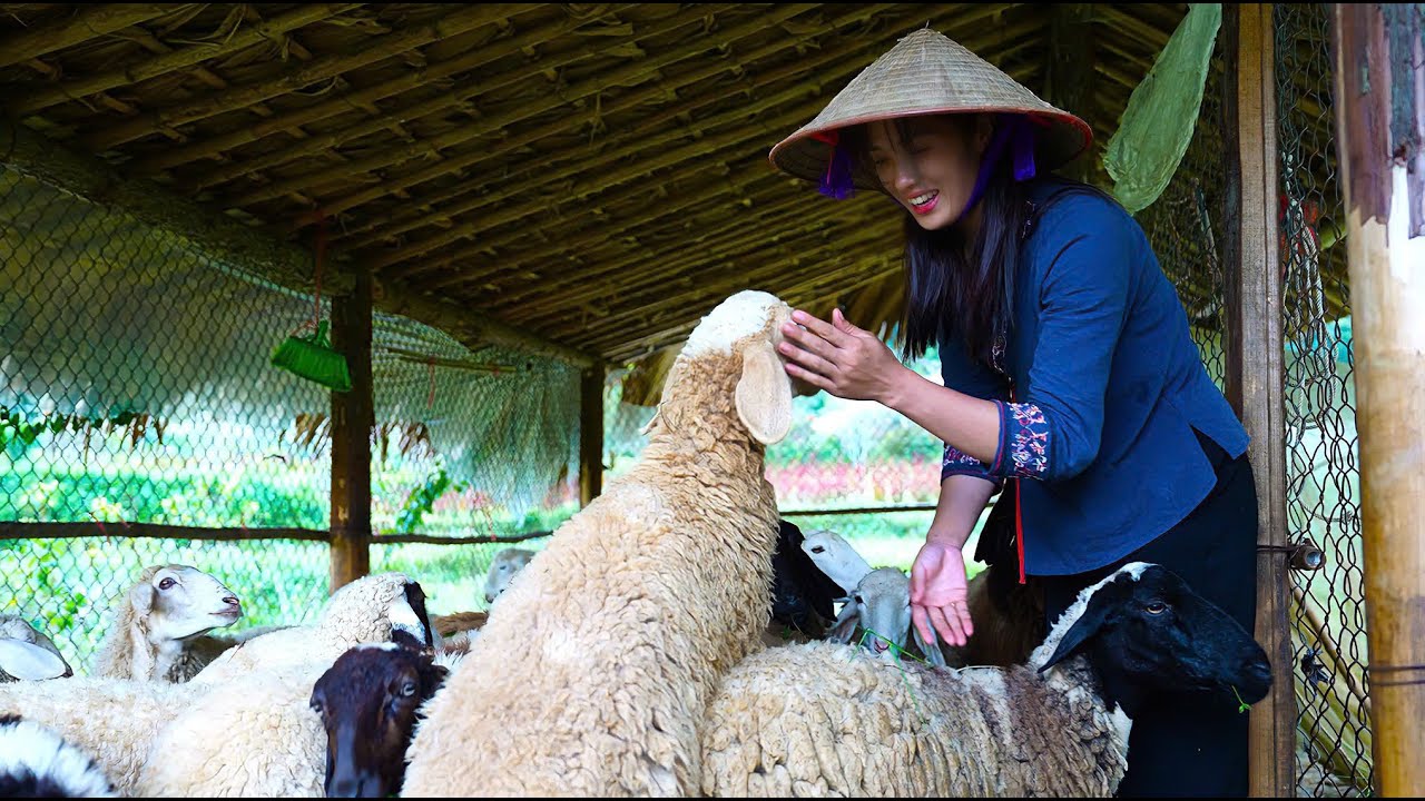 Shepherding Sheep and Catching Carp in the Fields – A Peaceful ...