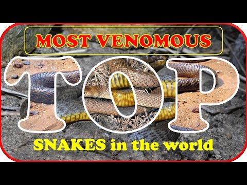 Top 10 Most Venomous Snakes in the World - YouTube