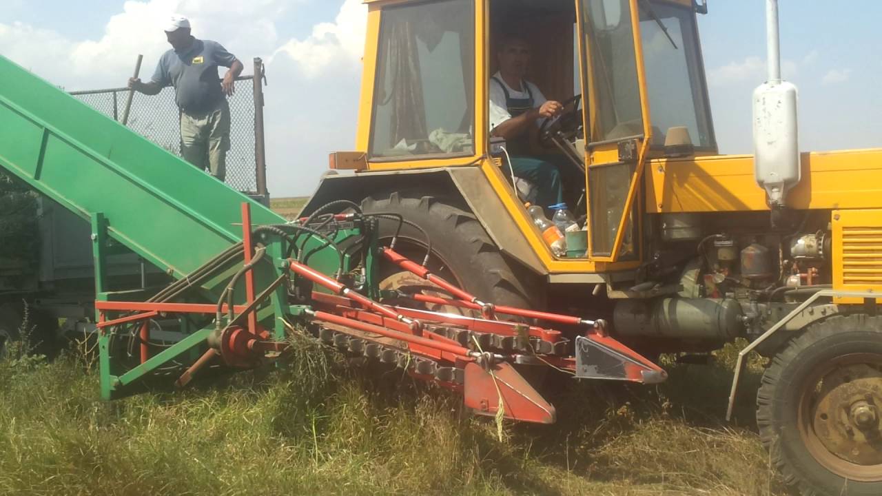 Utilaj de recoltat Lavanda Comana, Constanta - Lavender harvester ...