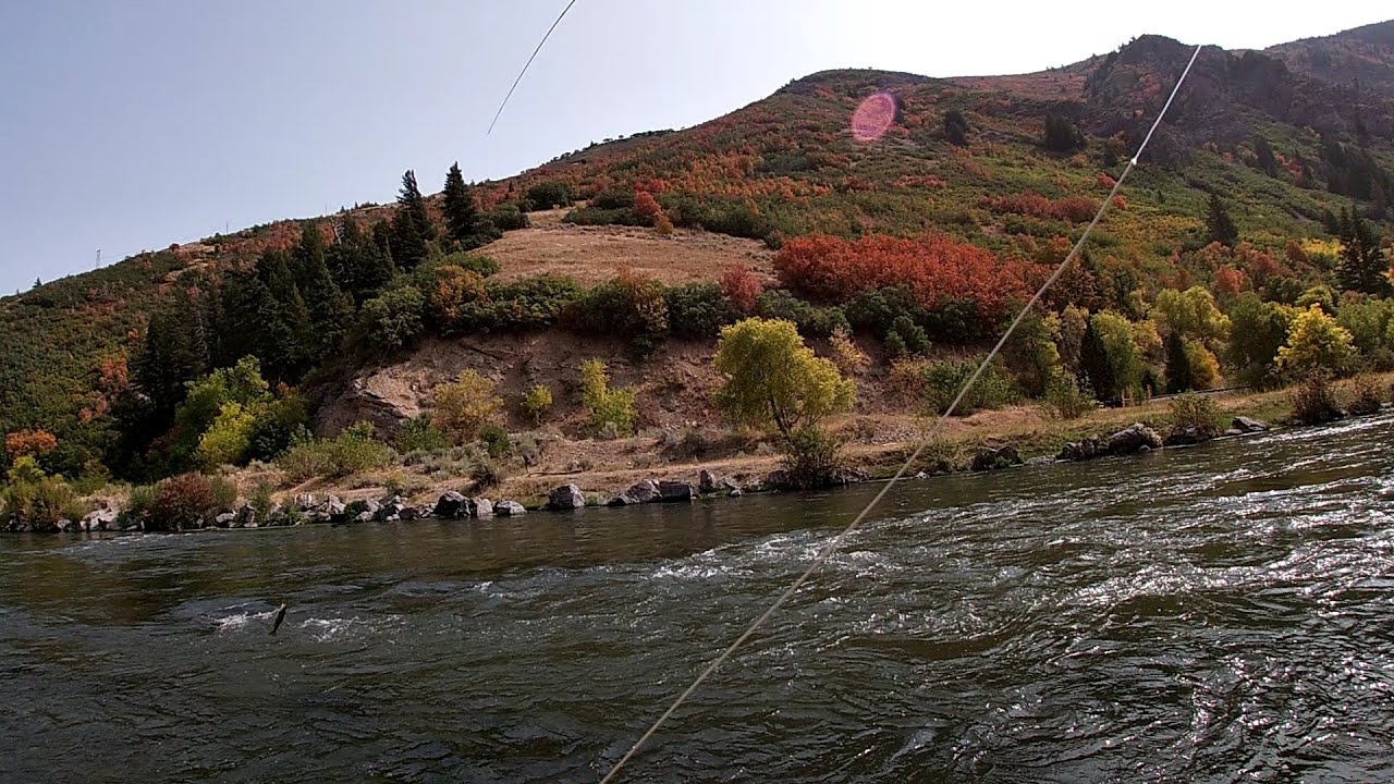 Fly Fishing on the Lower Provo River - Trout Stacked Up in a Soft Edge ...