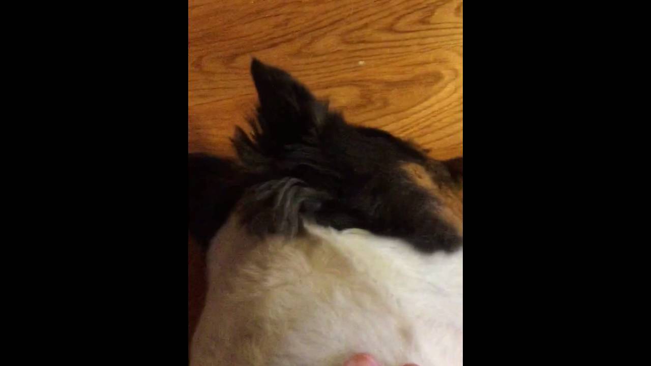 MULTIPLE EMBEDDED FOXTAILS IN MY DOG - YouTube