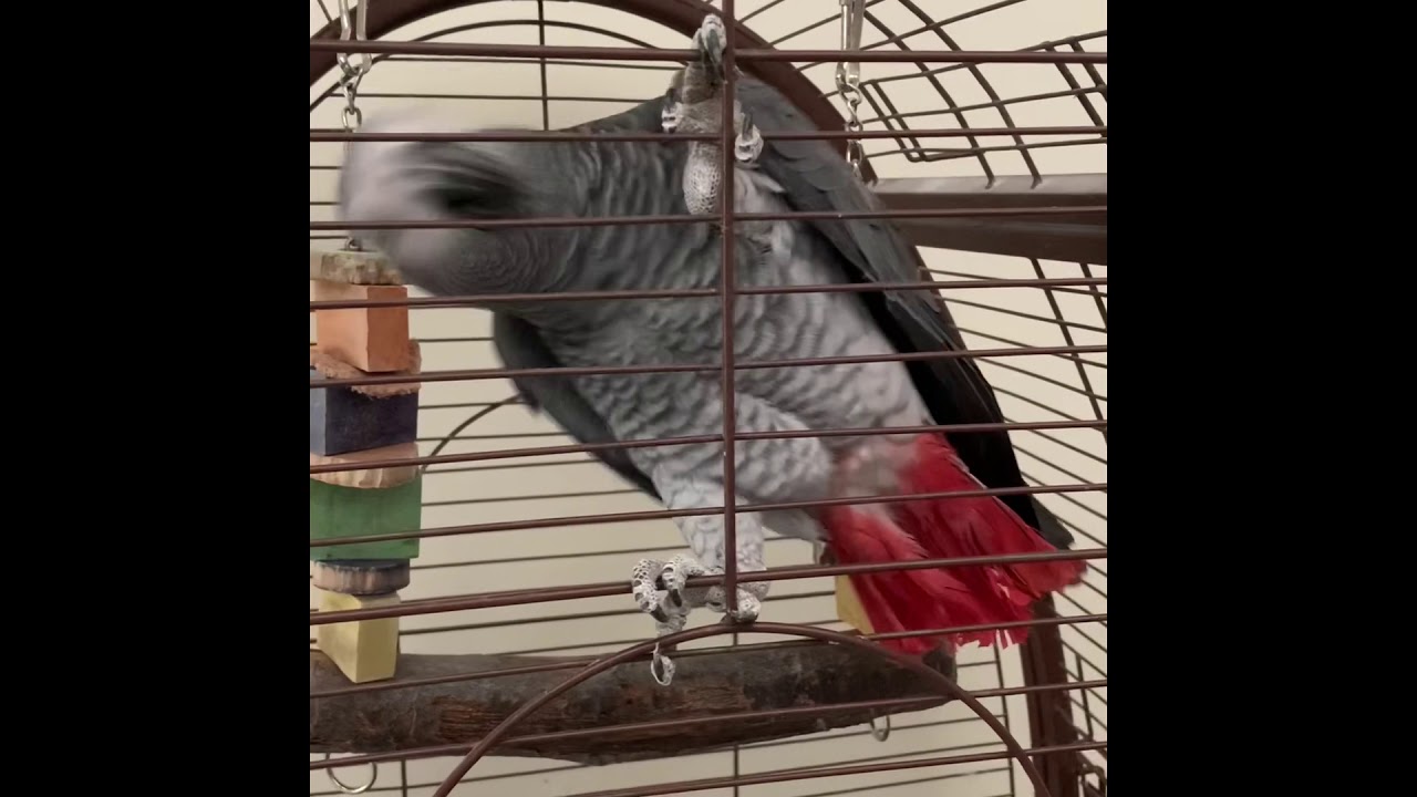 Dancing Parrot☺️ - YouTube