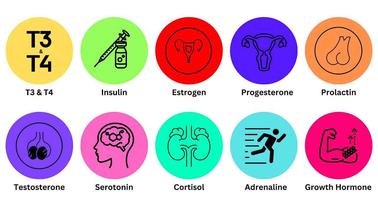 Every Type of HORMONE Explained in 3 minutes - YouTube