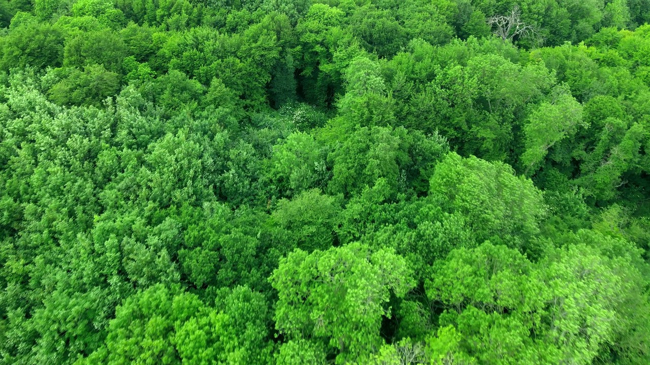 4K STOCK FOOTAGE - Drone over forest - YouTube