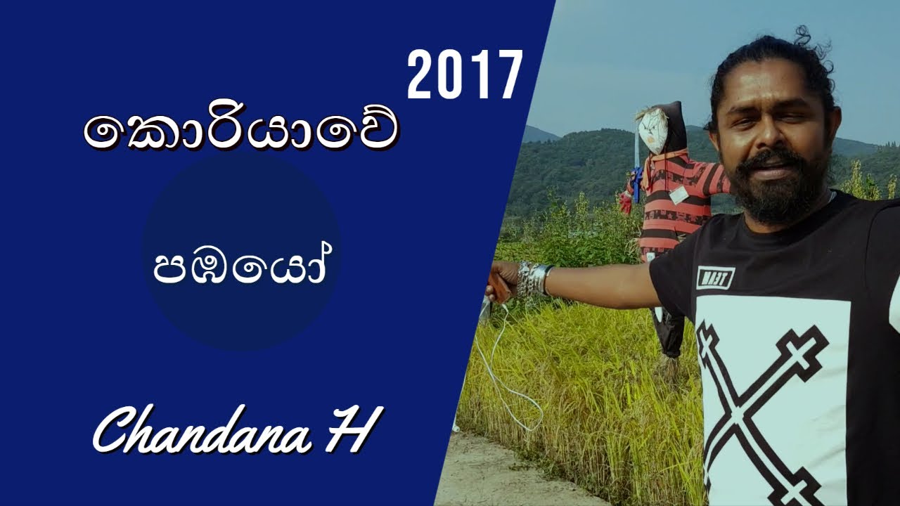 Korean Scarecrow | කොරියානූ පඹයෝ | CHANDANA H #shorts - YouTube