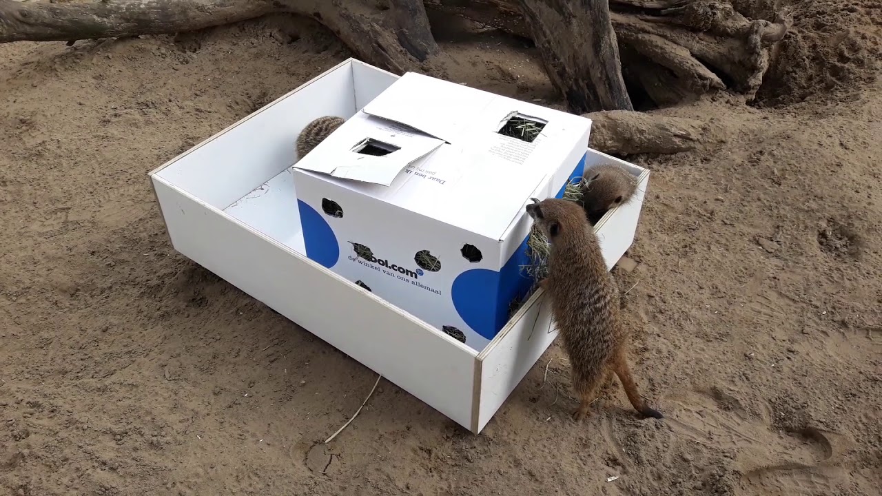 Slender-tailed meerkat surprise box - YouTube