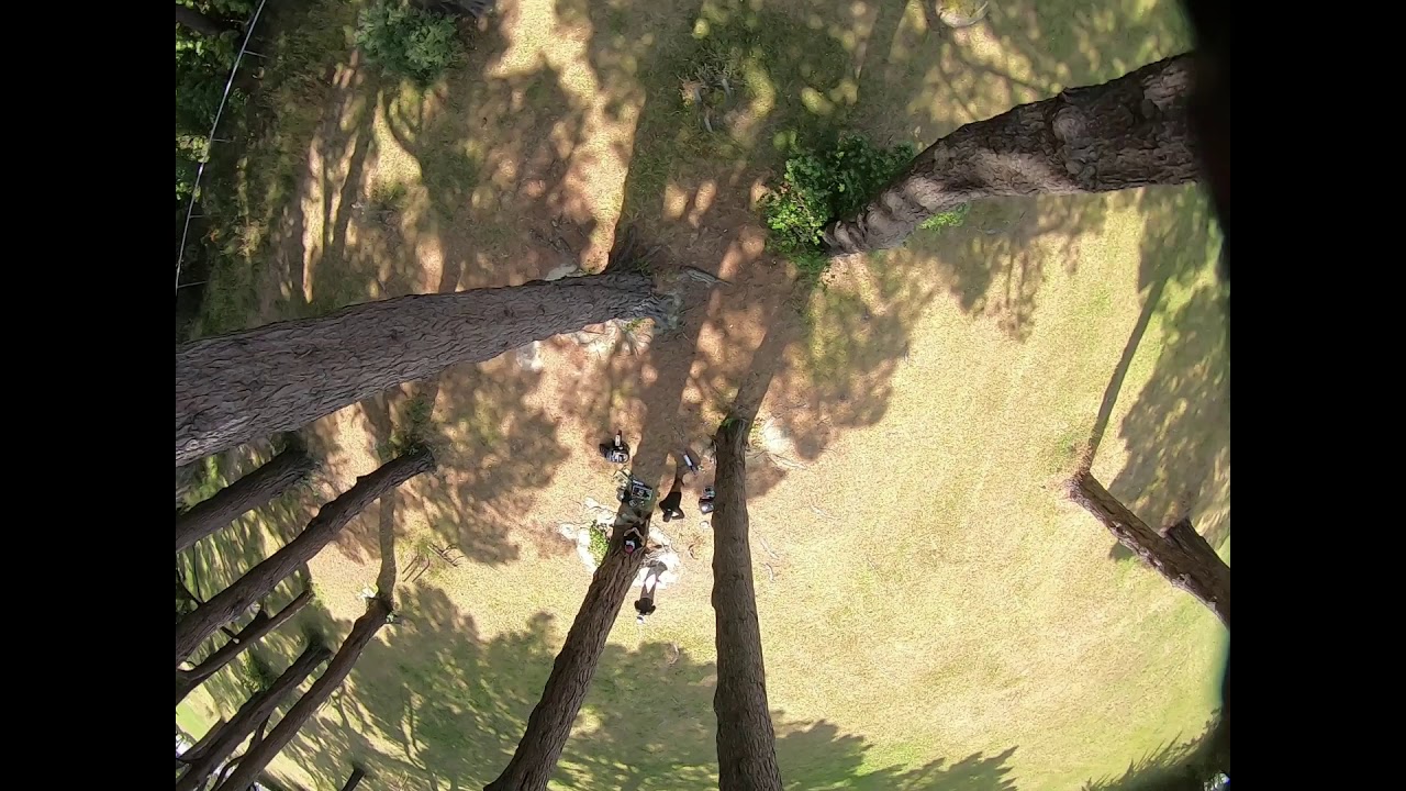 Tree YEET #2 - YouTube
