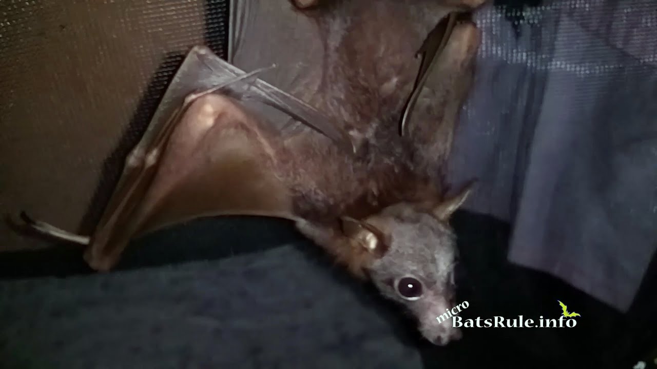 Rehab | Microbats | White Striped and Jackie Sparrow | Megabat Little ...