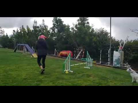 3/11/2021 Run #1 Running with Pixie at Power Paws - YouTube