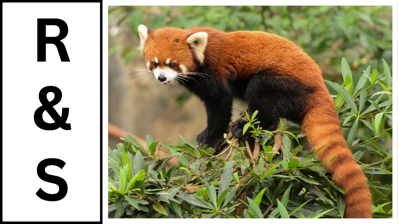 Animals Starting with R & S - Learn Animal Words That Start with ...
